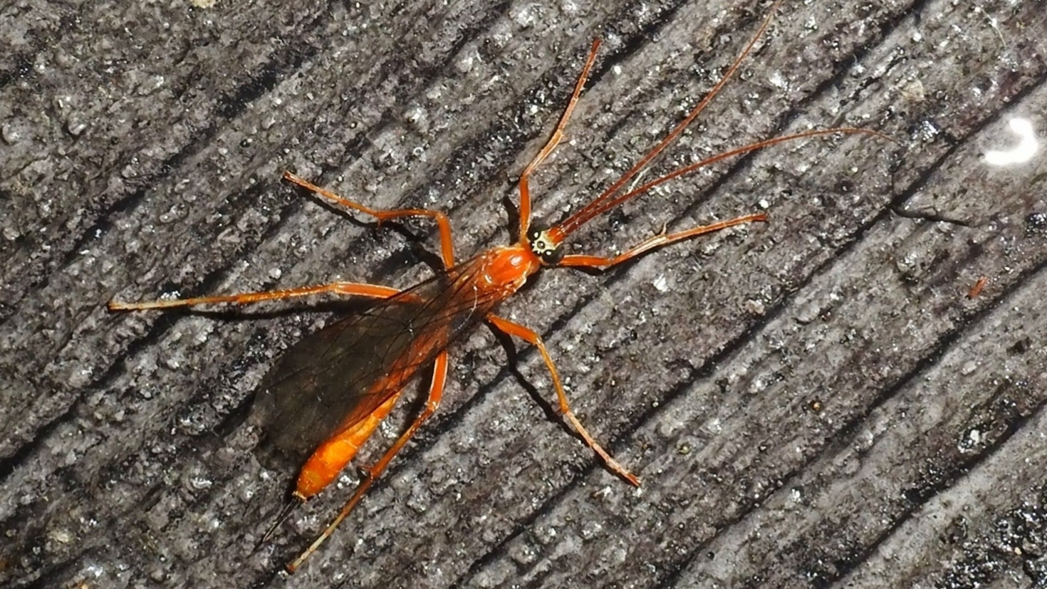 台灣-鳥類與昆蟲-自然觀察記錄: 甘藍夜蛾擬瘦姬蜂 Netelia ocellaris