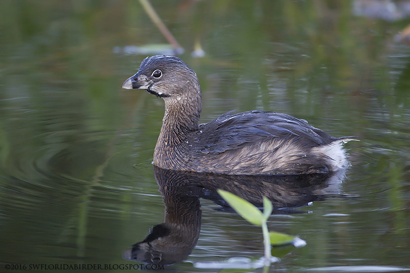 SWFloridabirder: CREW Bird Rookery Swamp