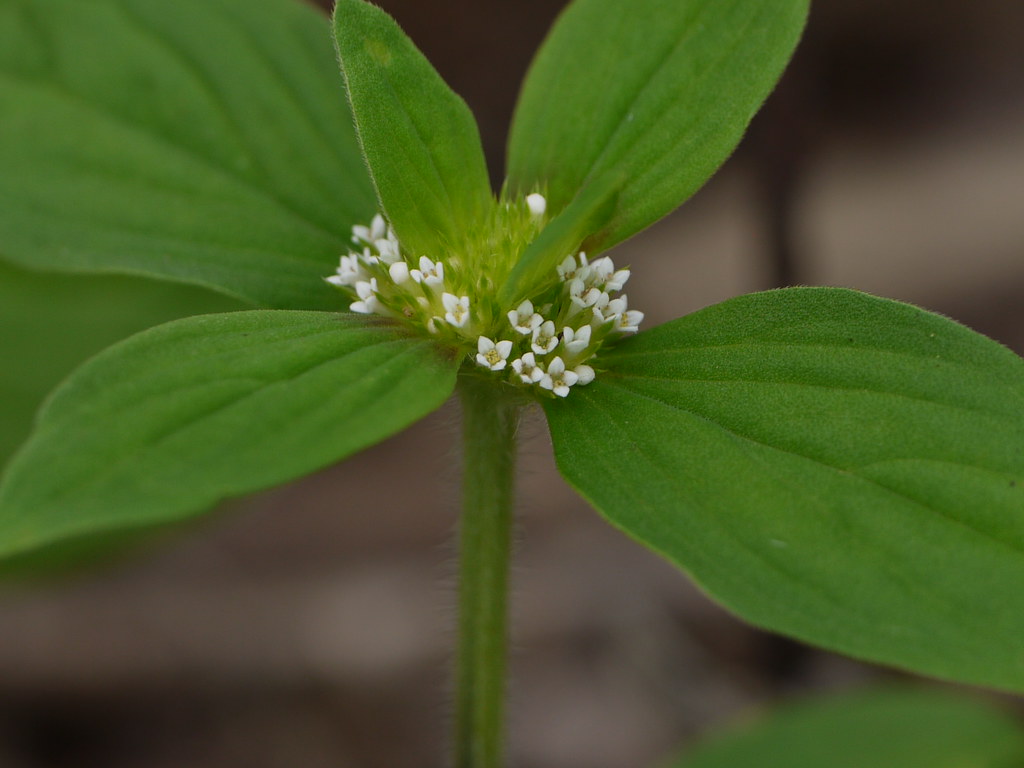 PLANT FAMILIES OF PUERTO RICO AND FLORIDA PAPO VIVES: RUBIACEAE II ...