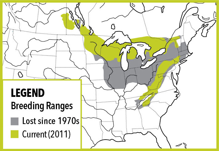 natural connections: Two Colors of Warblers Mix and Match