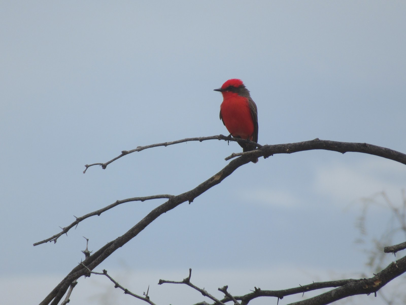 Berkeley Backyard Bird Blog: Of First Sightings and Positive ...