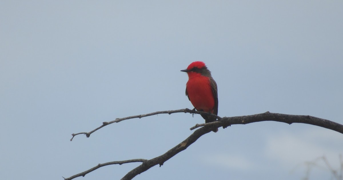 Berkeley Backyard Bird Blog: Of First Sightings and Positive ...