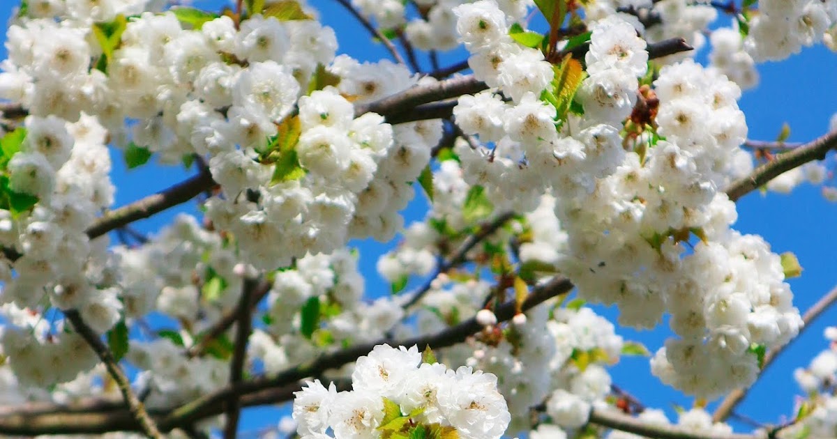 Life In Lockdown: Week 5 | Violet Daffodils