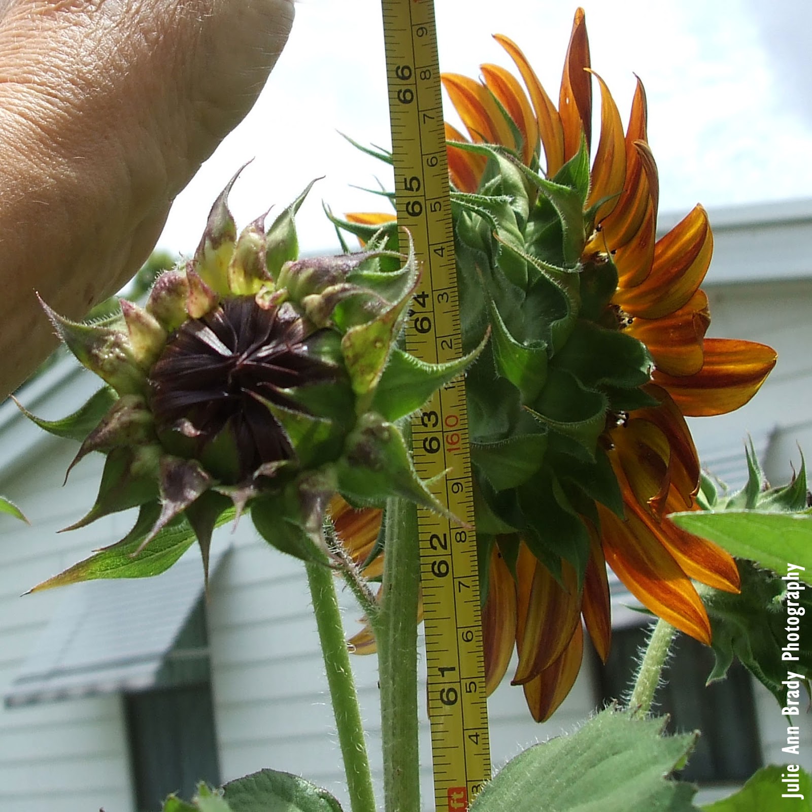 Julie Ann Brady : Blog On: Chianti Hybrid Sunflowers