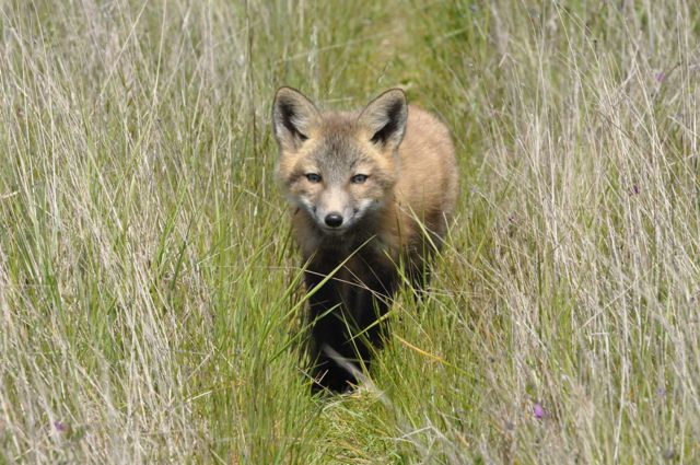 Orca Watcher: South Beach Baby Foxes ~ 2012