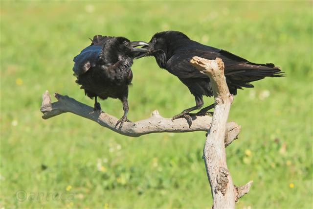 Visionatura: Y el Cuervo nunca emprendió el vuelo.