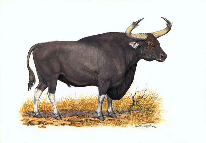 Cambodian Beginnings: Cambodia's National Mammal: The Kouprey (Reprised)