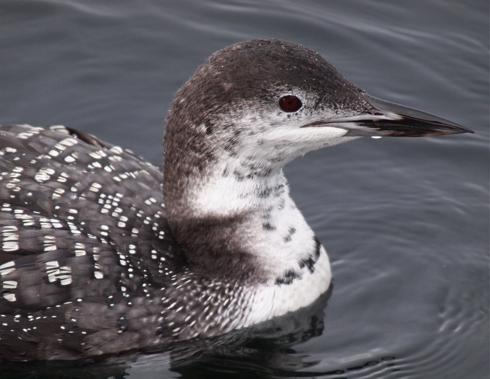 Powell River in Photos: Common Loon in Winter