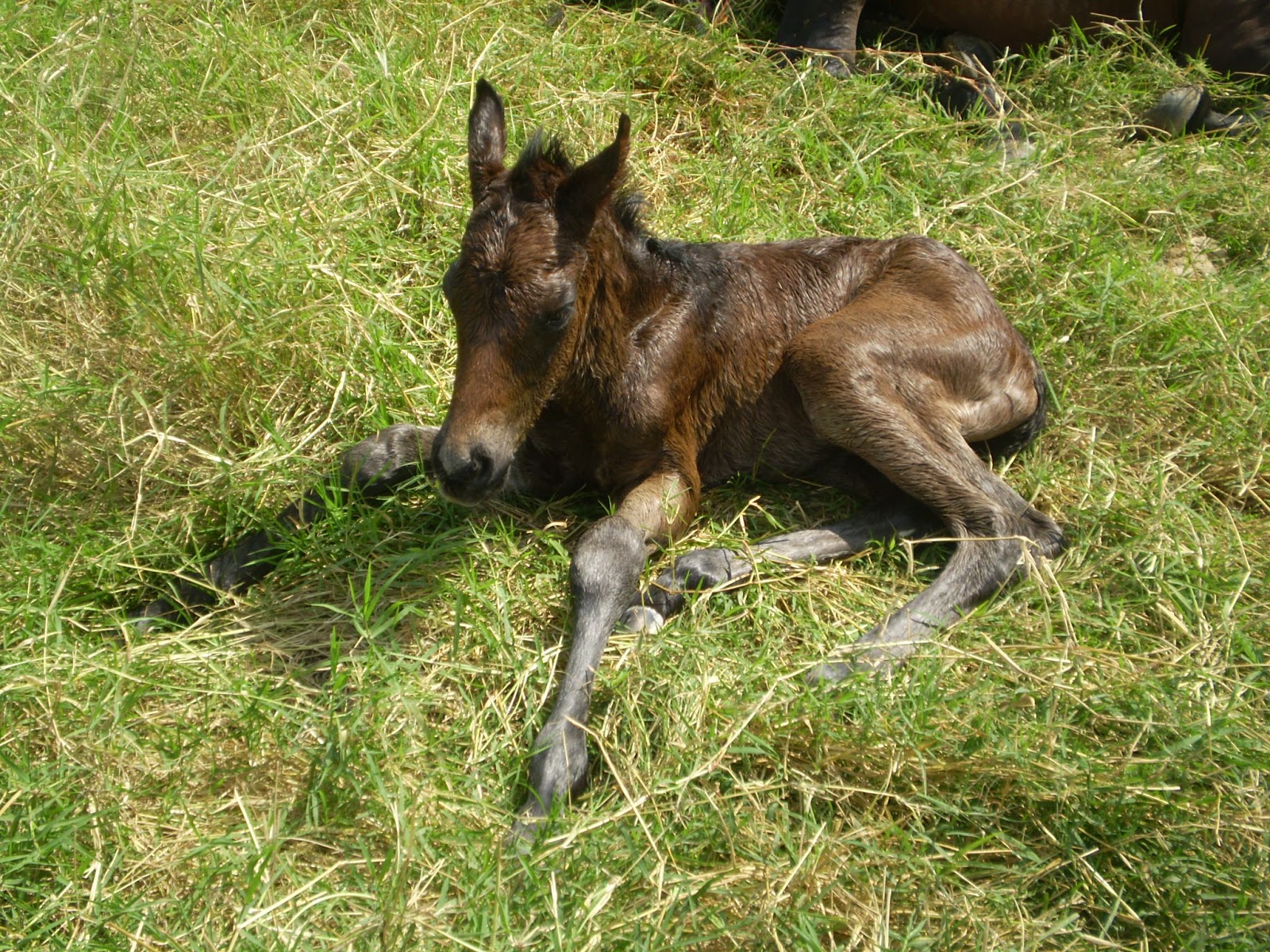 Manejo Reproductivo Equino: MANEJO DEL POTRILLO RECIEN NACIDO