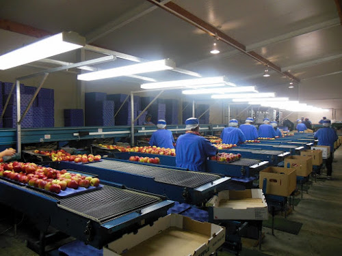 mrsjono: Apple "Packing" in Motueka