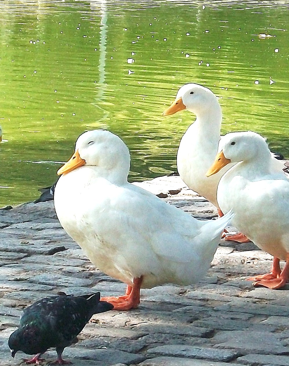 Verdeysol: De toda clase de patos