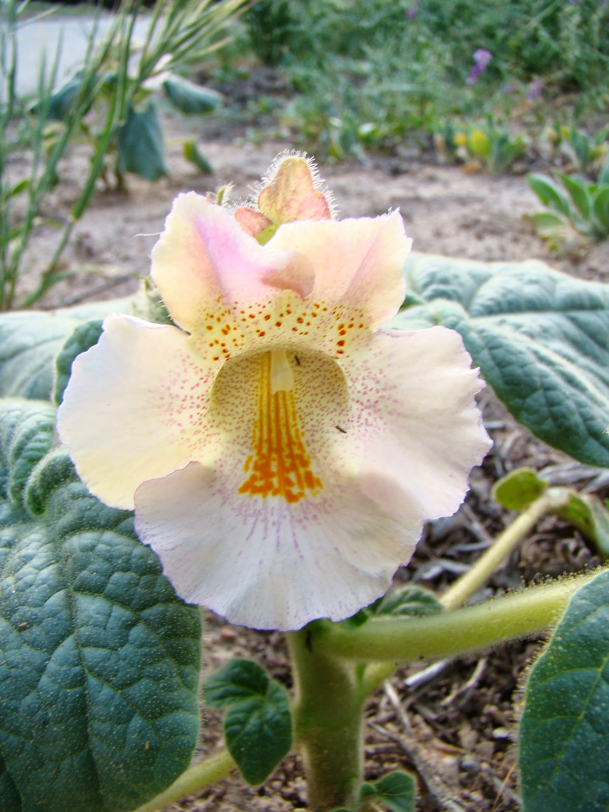 Leaves of Plants: Proboscidea parviflora