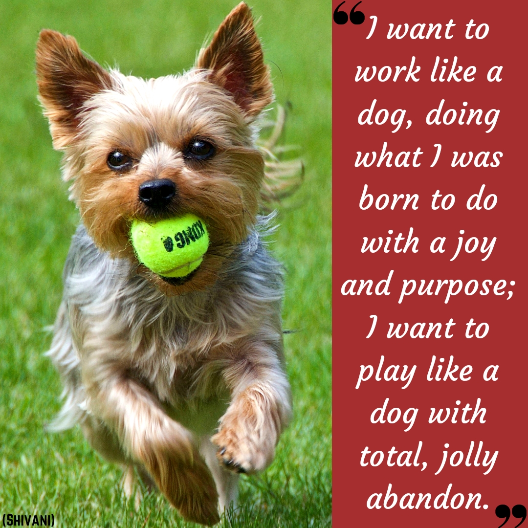 Best 100 Inspirational Dog Quotes About Love, Best Friend And Loyalty ...