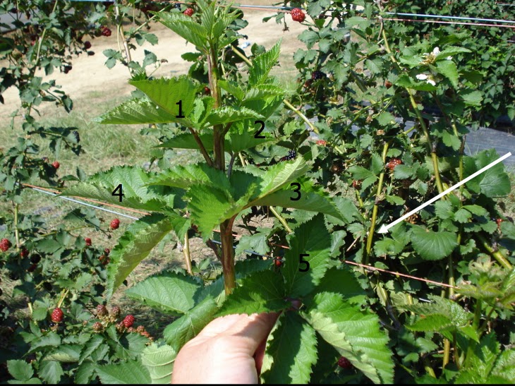 Team Rubus: Leaf Tissue Sampling Time for Blackberry Crop