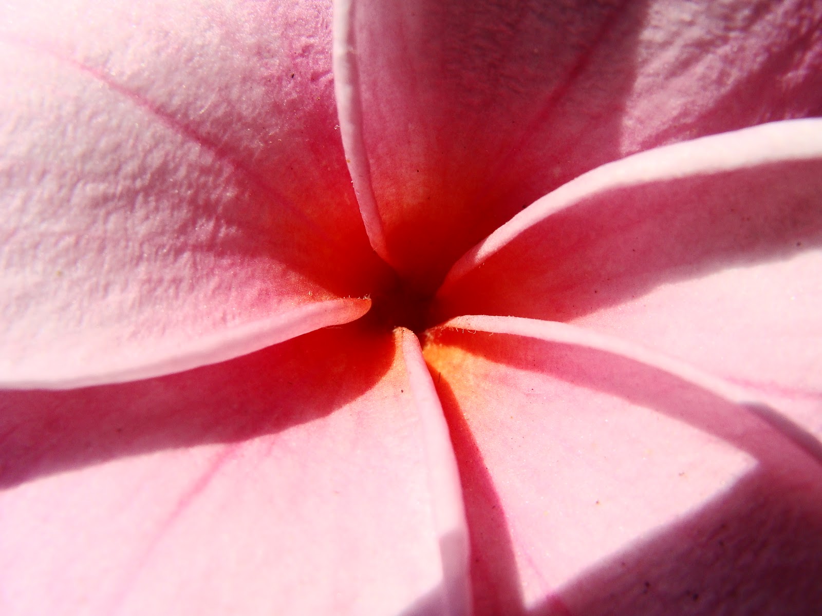 Colima Volcano Tours & More!: Colima Volcano Tour Full Day Netherlands ...