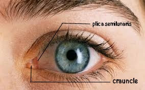Anatomy of Conjunctiva - bulbar, palpebral,tarsal, fornix conjunctiva ...