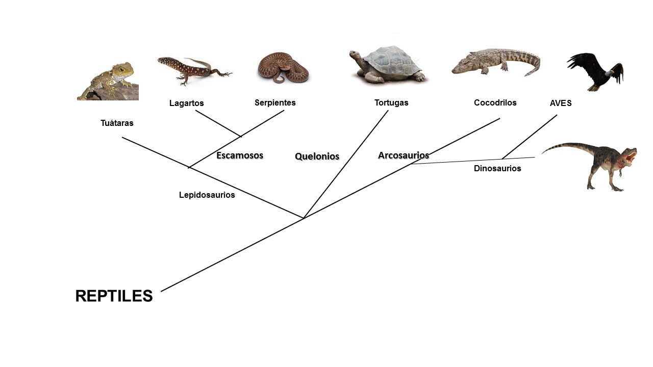 REPTILES: ¿Qué y quienes son los reptiles?