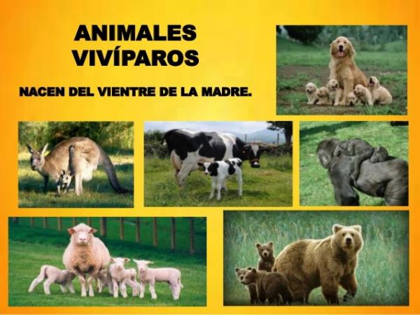 La clase de Marta: COMO SE REPRODUCEN LOS ANIMALES
