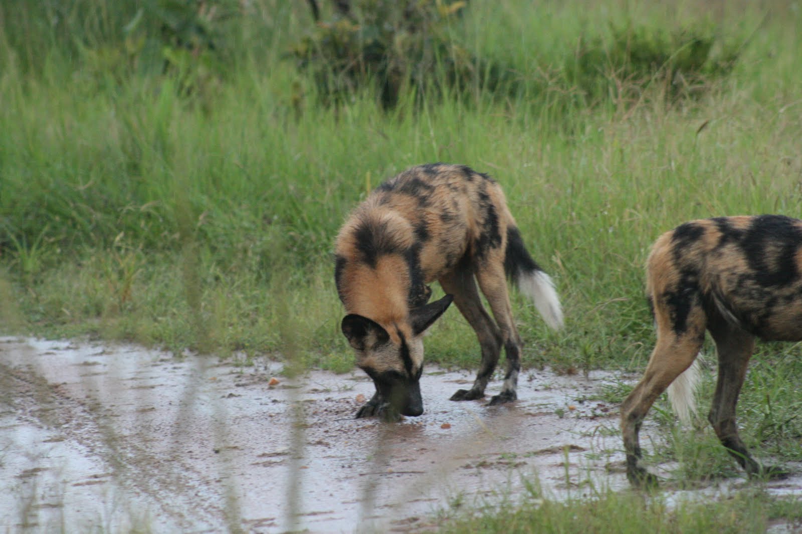 Carnivore Conservation Malawi: PAINTED DOG PICTURES FROM KASUNGU, MALAWI