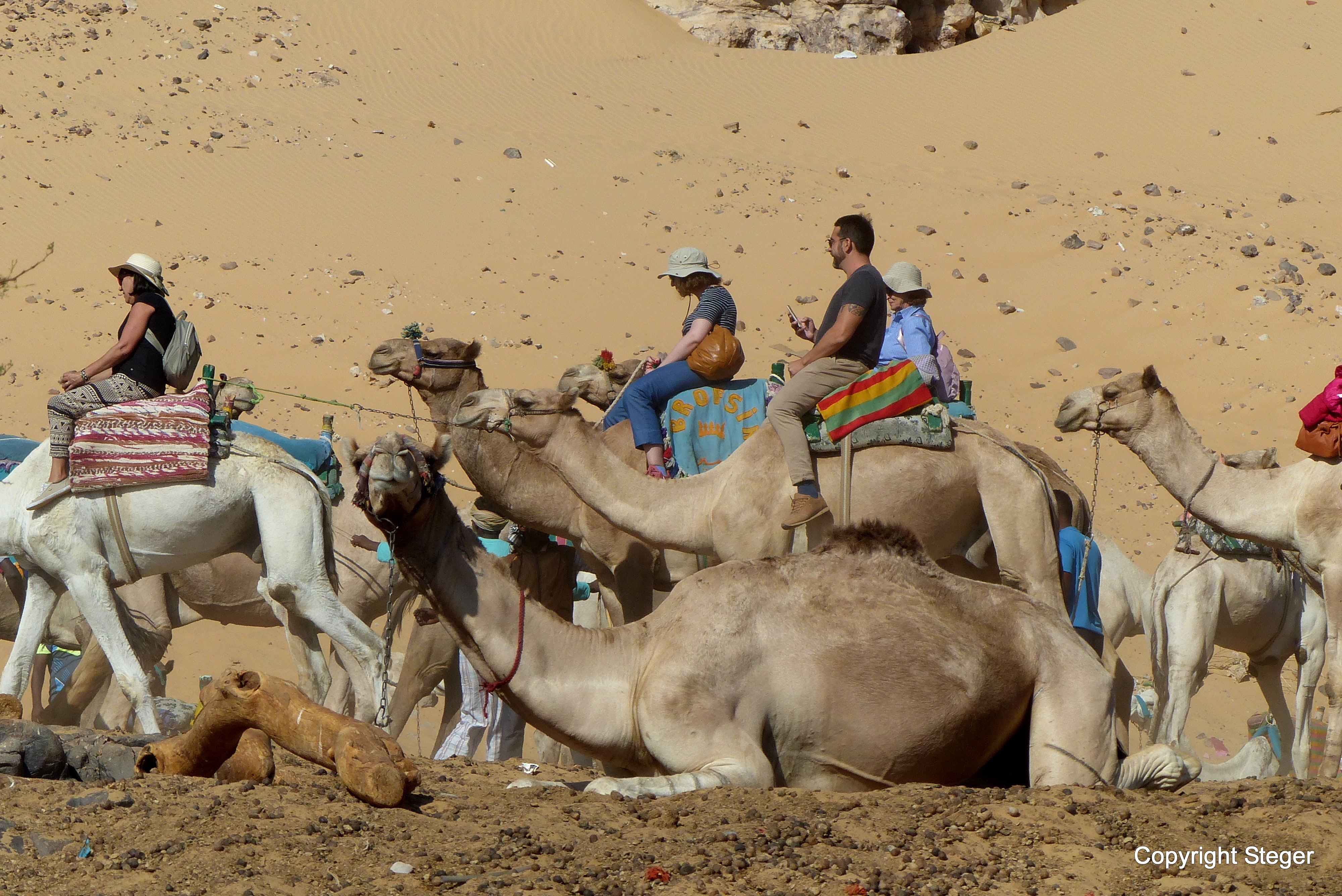 The Wheel: POTD: Camel Caravan