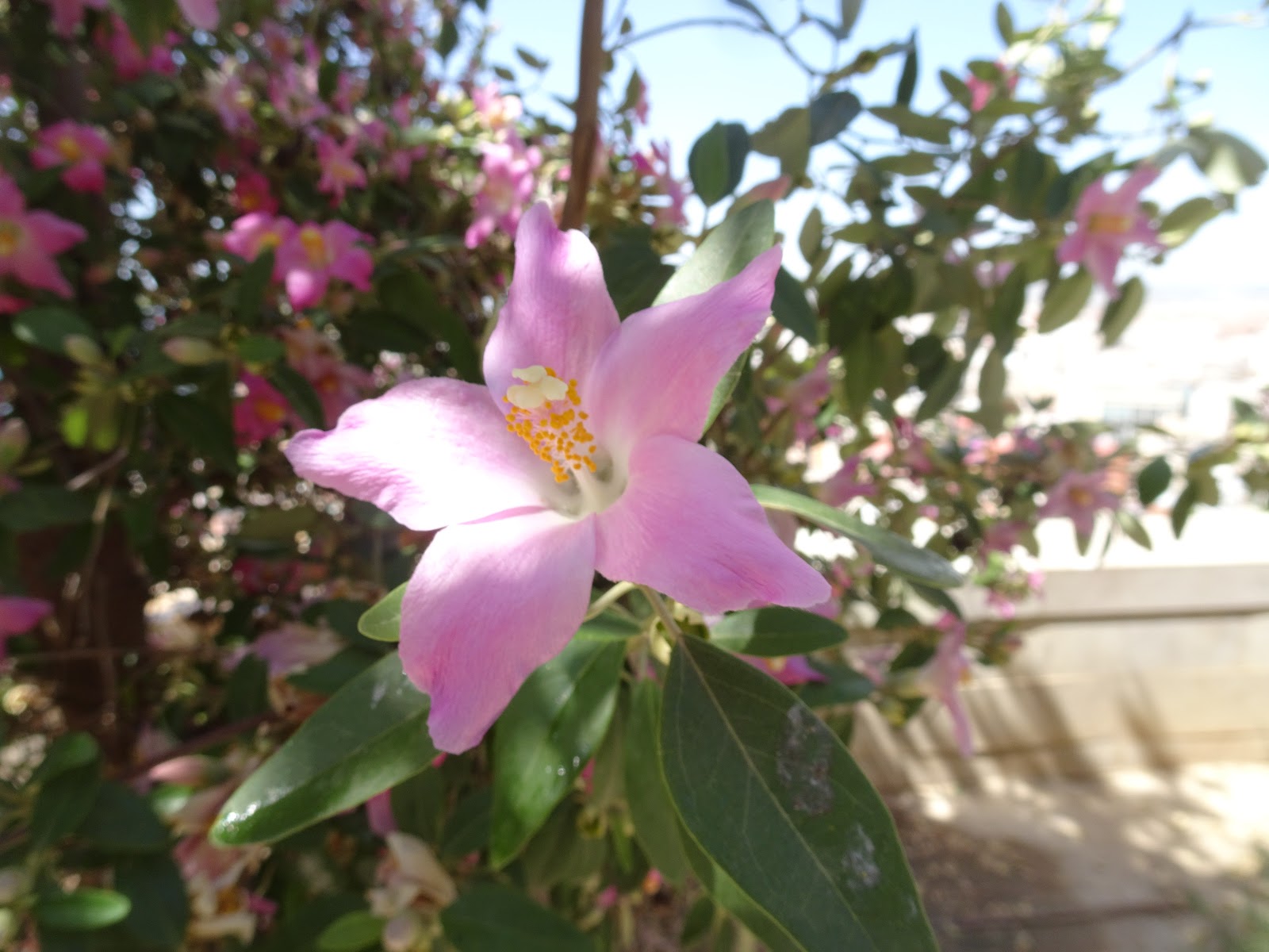 HERBARIO VIRTUAL DE BANYERES DE MARIOLA Y ALICANTE: Lagunaria ...