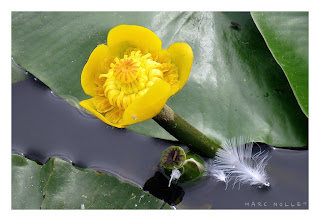 What a Wonderful World!: Rondom Het Vinne in Zoutleeuw