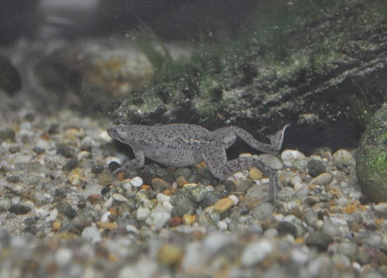 ZOOTOGRAFIANDO (6.100 ANIMALS): RANA ENANA AFRICANA / CONGO DWARF CLAWED FROG (Hymenochirus ...