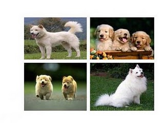 Dog's House: Macam - macam anjing