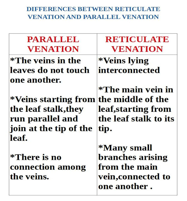 Reticulate venation and parallel venation || The leaf too has to say ...
