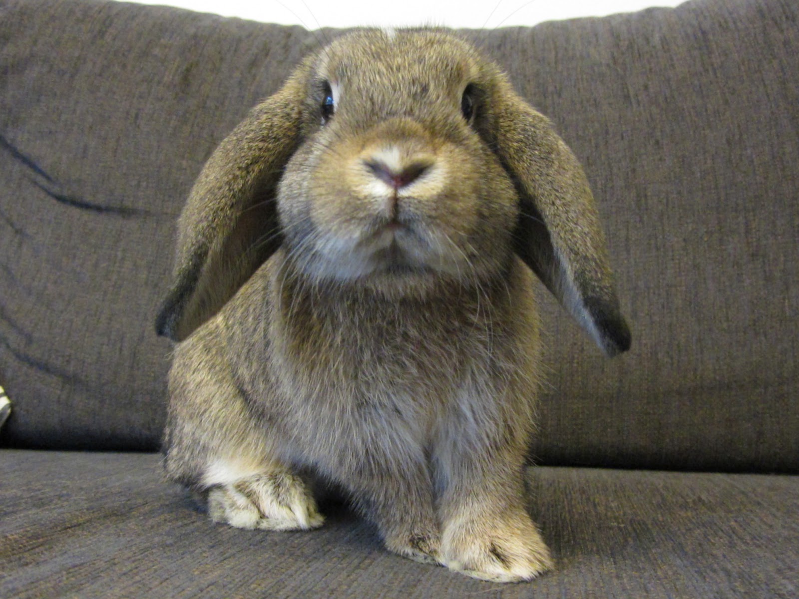 Belgini mun..: Pupu tuli taloon