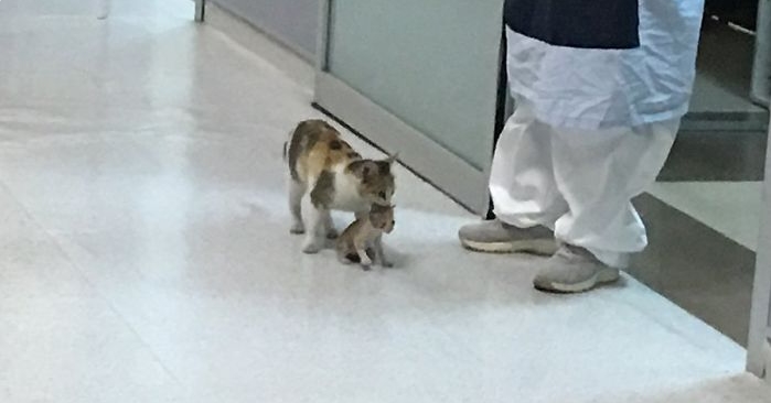 Luckily, as Turkish media reported, both cats seemed fine, but were ...