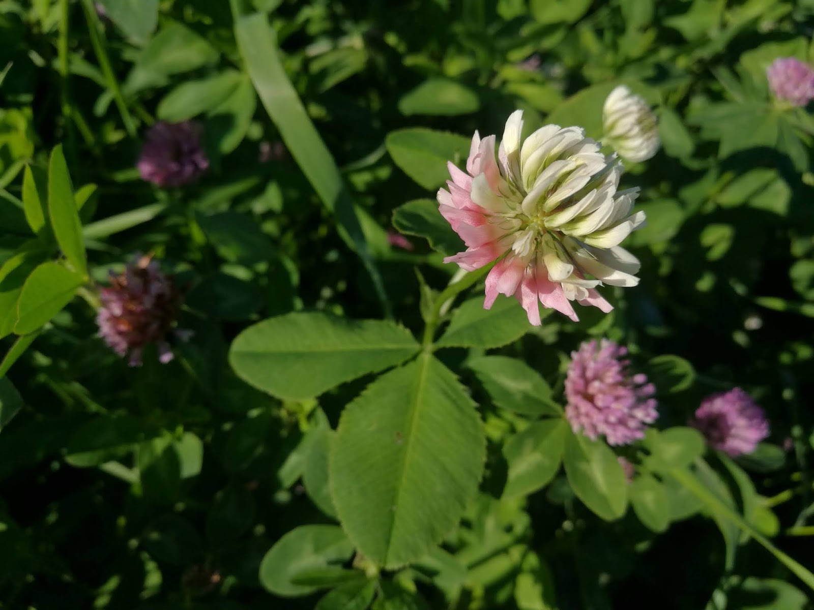 #luomuhäme: Nummilohkon 2. niitossa puna-apila ja rehumailanen taas ...