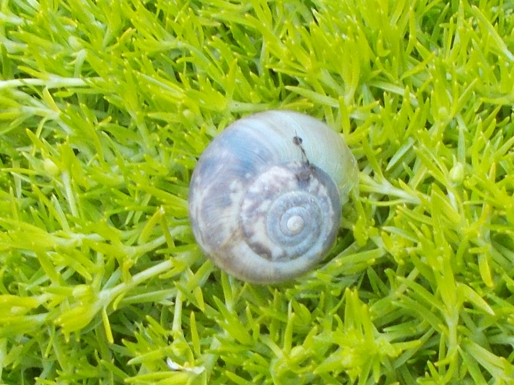 Tony's Blog: Kentle Wood: umpteenth visit (with addendum)