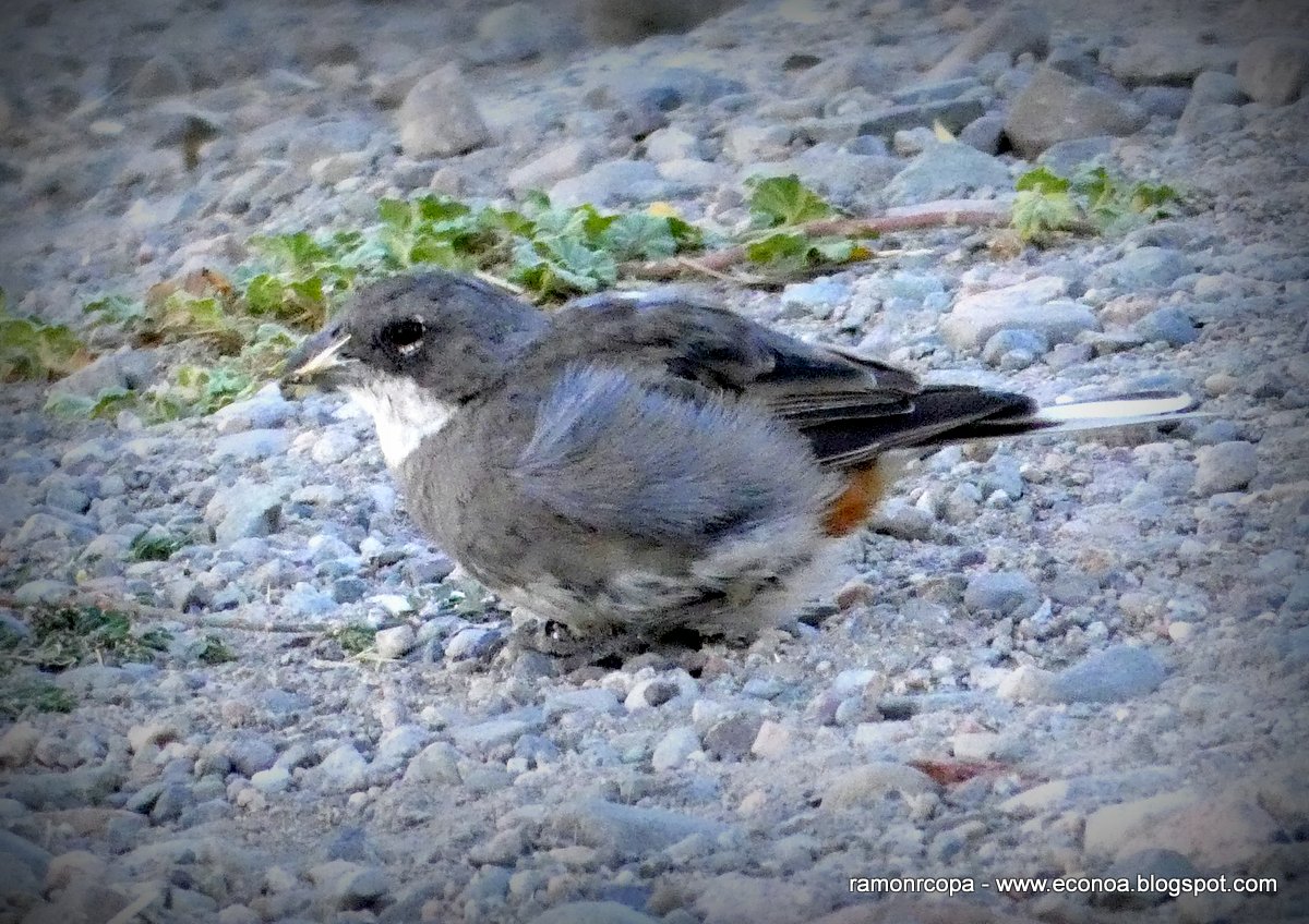 Aves del NOA y algo mas..: Diuca Común (Diuca diuca)