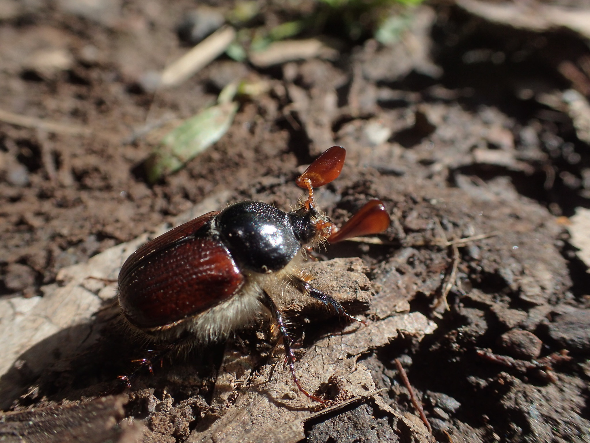 Variety of Life: Corynophyllus