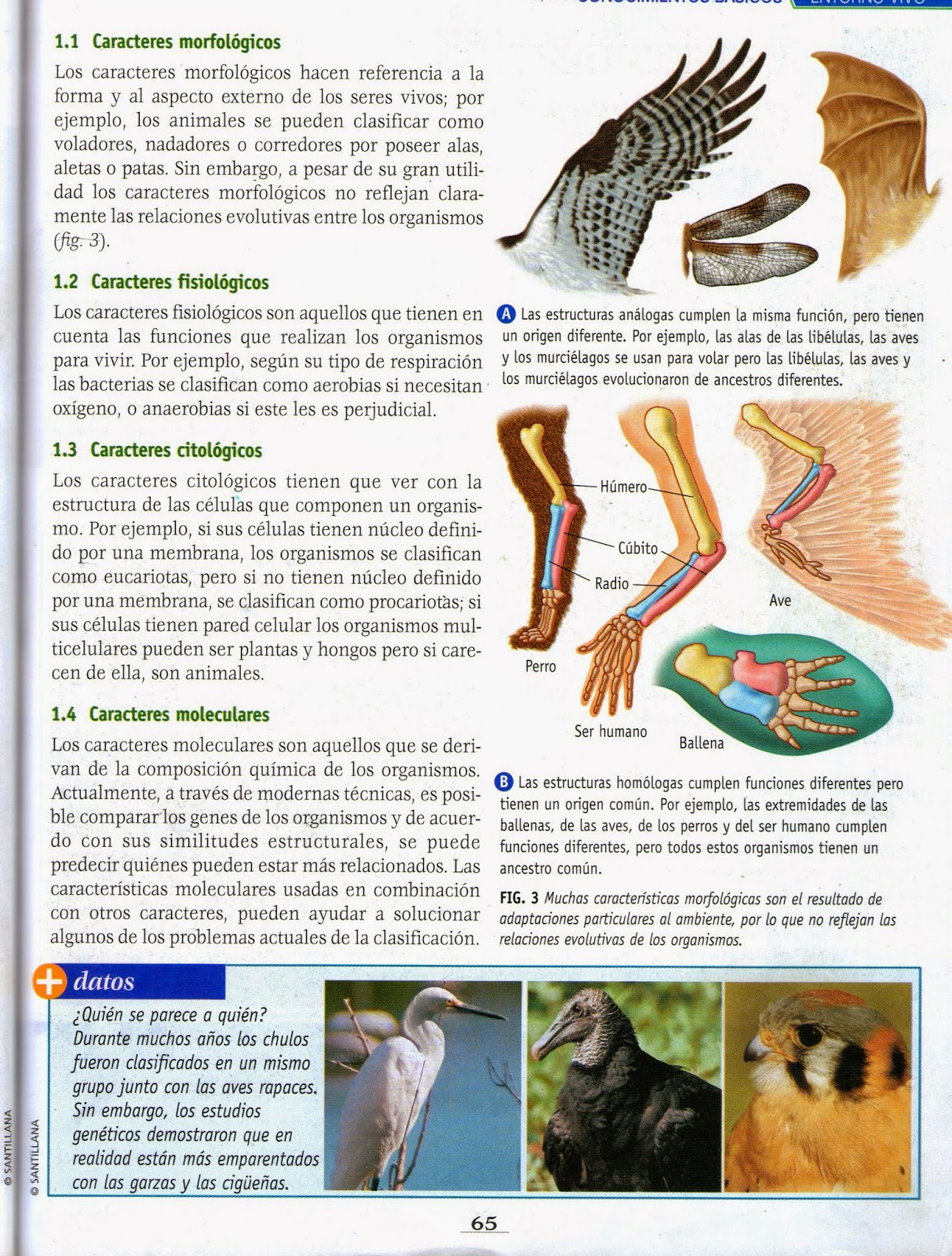 GRADO SEXTO: actividad clasificación de los seres vivos