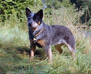 El Boyero Australiano - Theperros