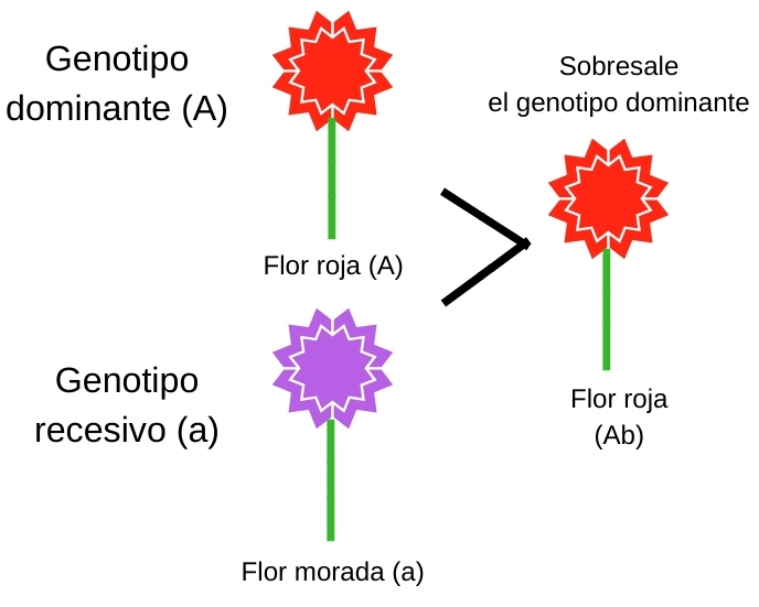 Profesor Víctor Castrillón - Ciencias Naturales : GRADO OCTAVO 8 ...