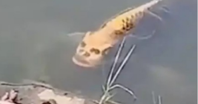 Ils ont trouvé un poisson à visage humain en Chine.