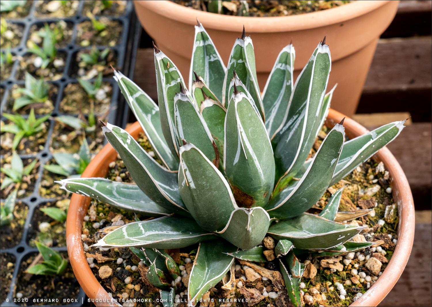 Jeremy Spath's Hidden Agave Ranch: the greenhouse