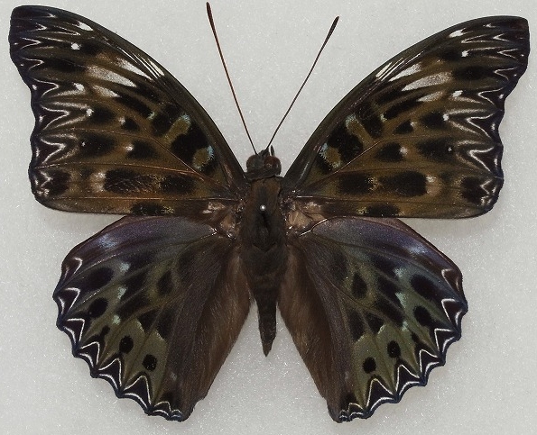 BSJ Blog (English Version): The Constable (Genus Dichorragia) and its ...