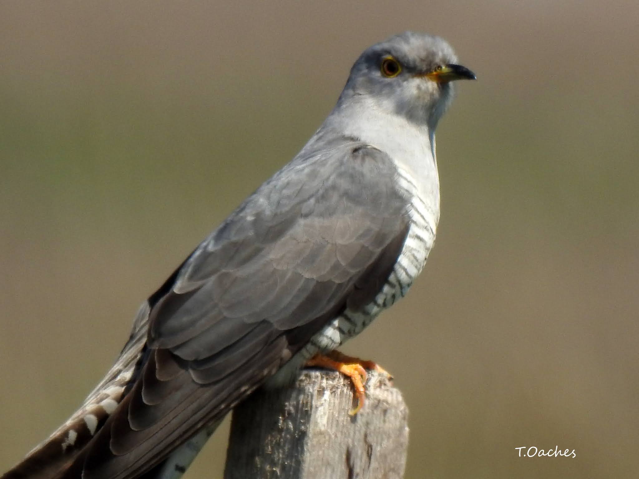 PASARI DIN ROMANIA: CUCUL (1), Cuculus canorus