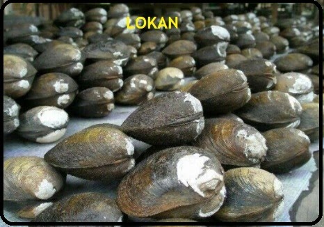 Anim Agro Technology: LOKAN - RESEPI ISTIMEWA DI MEDIA