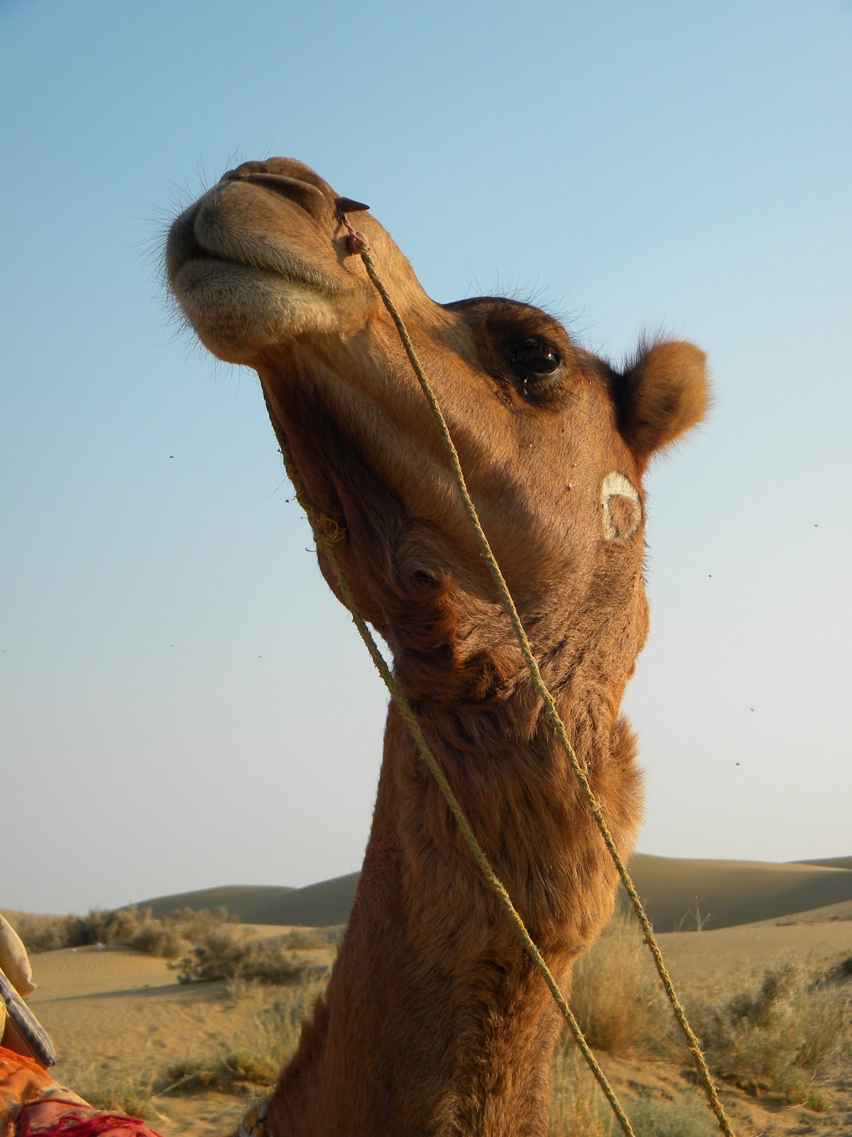 Odysseus Drifts: RTW Travel Adventure: Camel Trekking for the Broken Legged