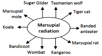 Evolution - Notes | Class 12 | Part 2: Evidences for Evolution