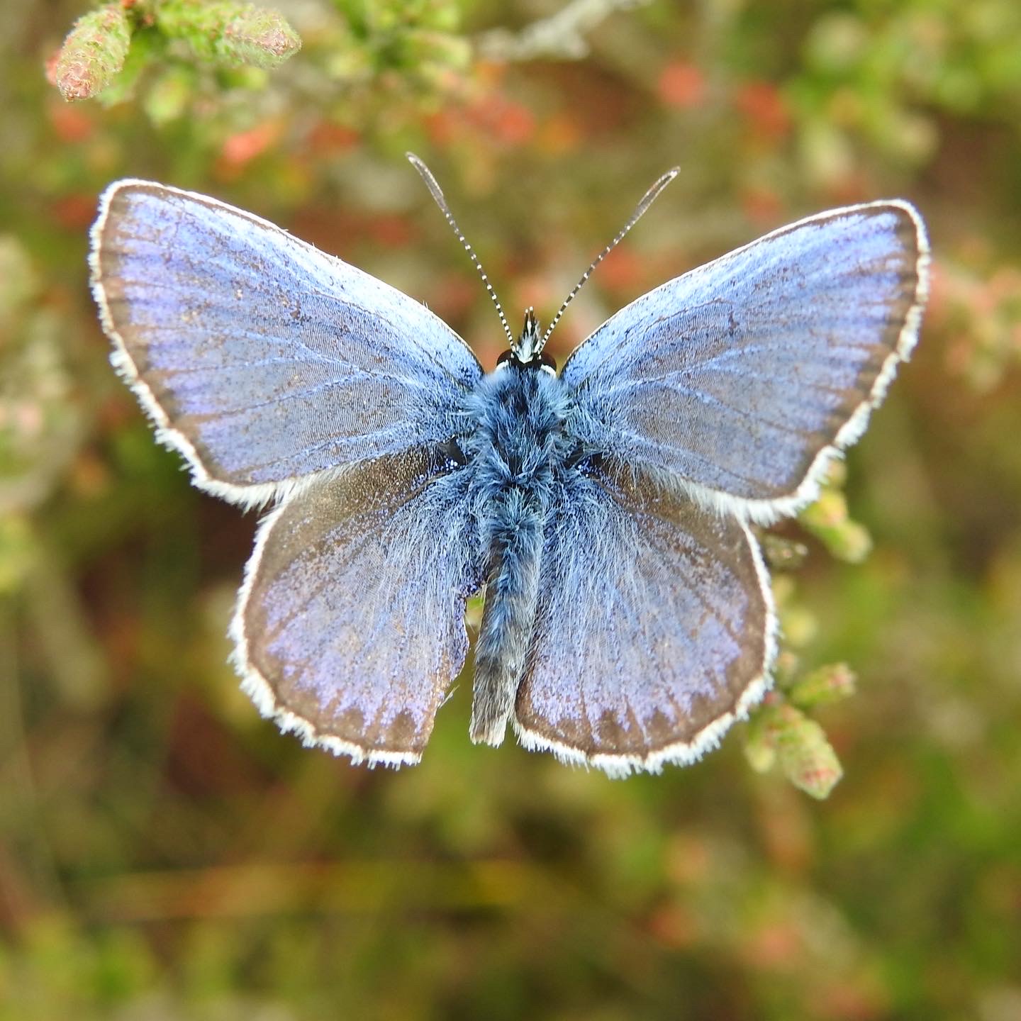 Out4aduck - A record of my birding year: Silver-studded Blue becomes my ...