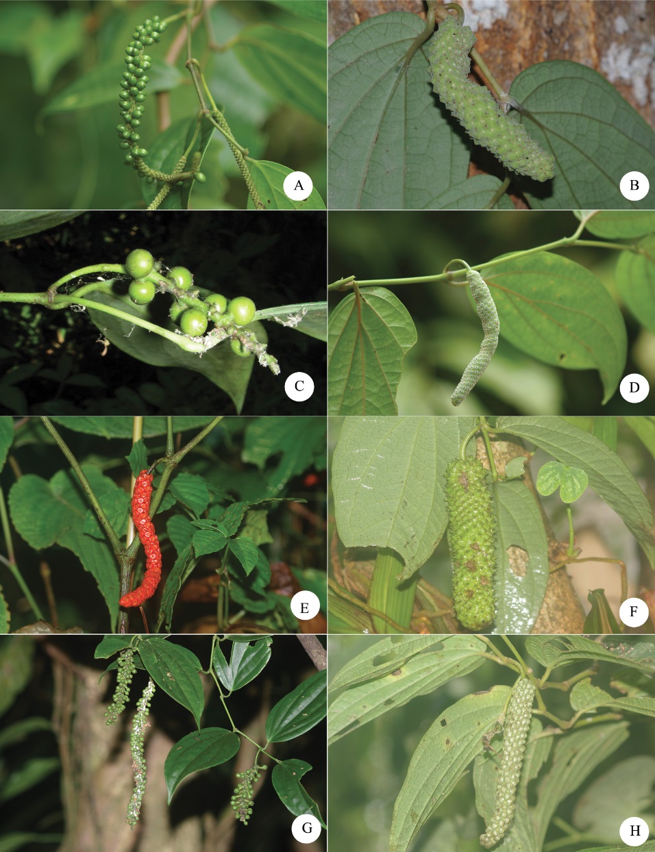 Species New to Science: [Botany • 2020] A Synopsis of Thai Piper ...