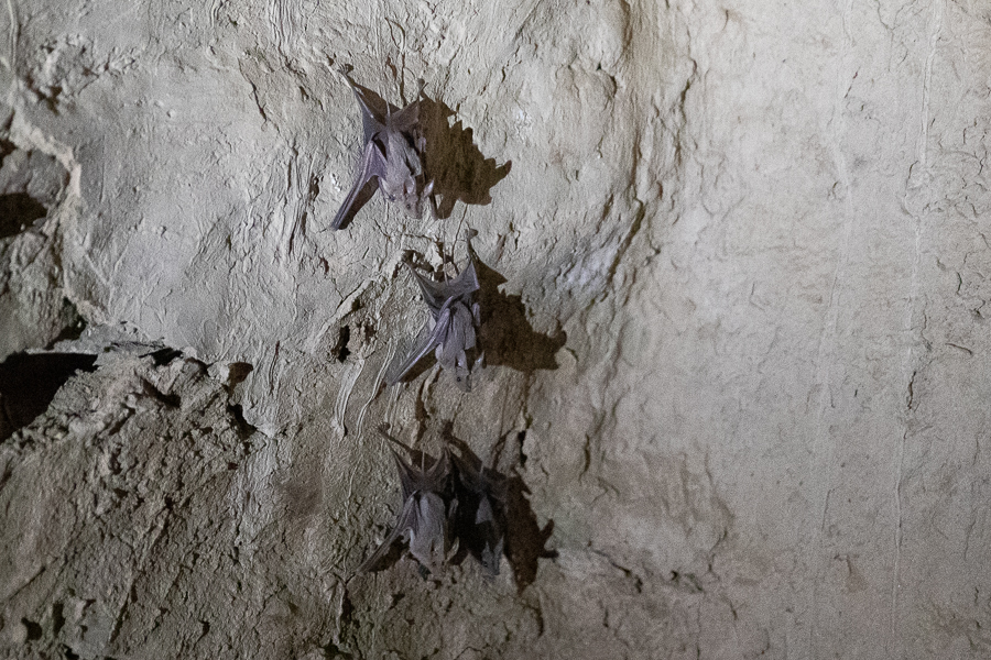 Birds of Saudi Arabia: Greater Mouse-tailed Bat – Dhee Ayn
