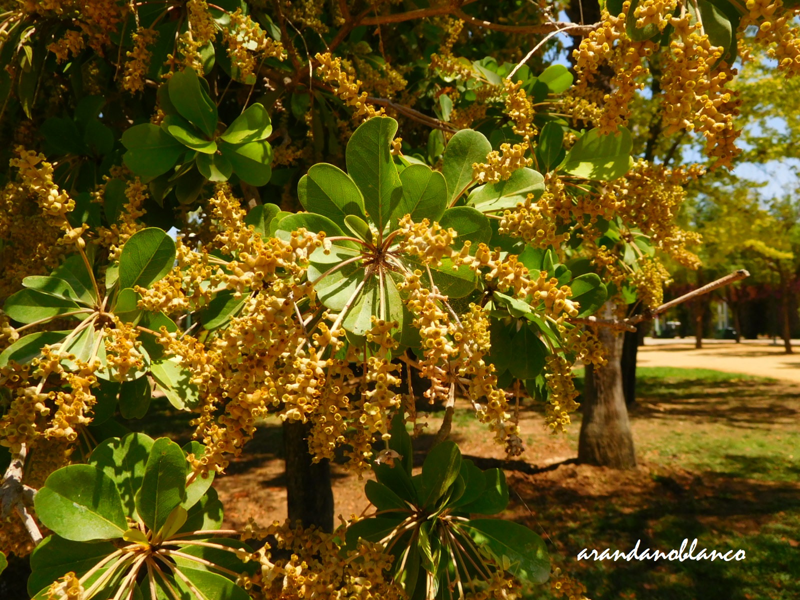 elarbolmiamigo-encinarosa: bucida Buceras / Árbol de júcar / Oxhorn ...