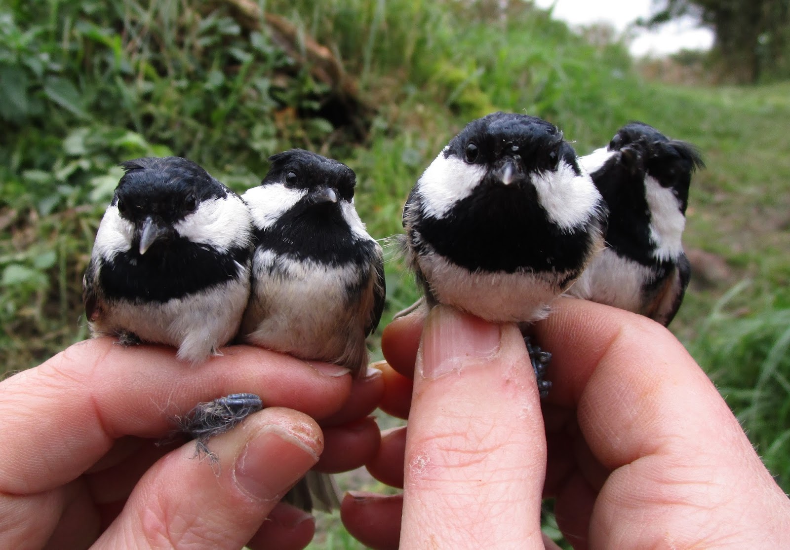 Vogelblog van Cornelis Fokker: Zwarte mezen!!!